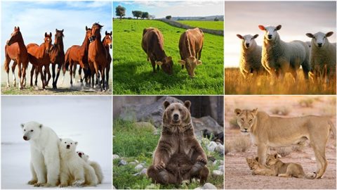 What Did God Create on the Sixth Day?