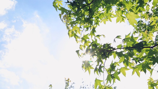 The Glimmering Light of Life in the Dark Monsters’ Den | GOSPEL OF THE ...